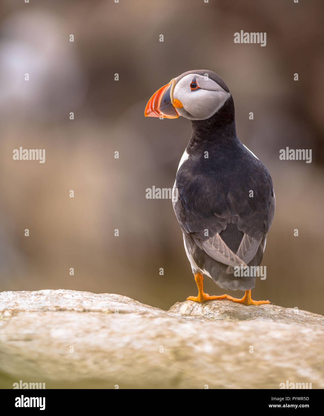 Puffin on rock in dark surroundings near nesting burrow in breeding ...