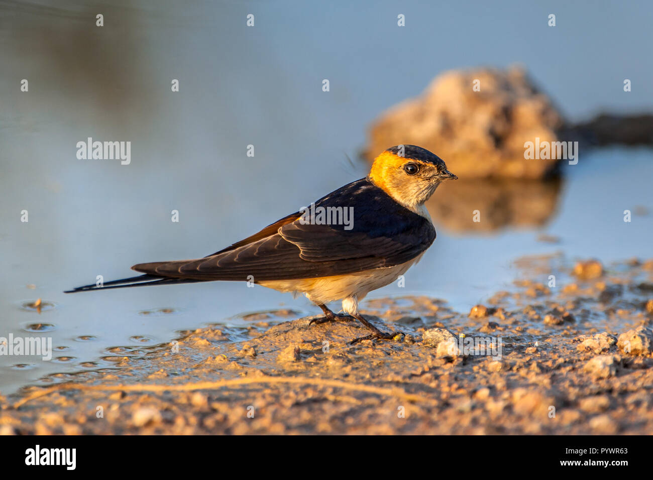 Red rumped swallow nest hi-res stock photography and images - Alamy