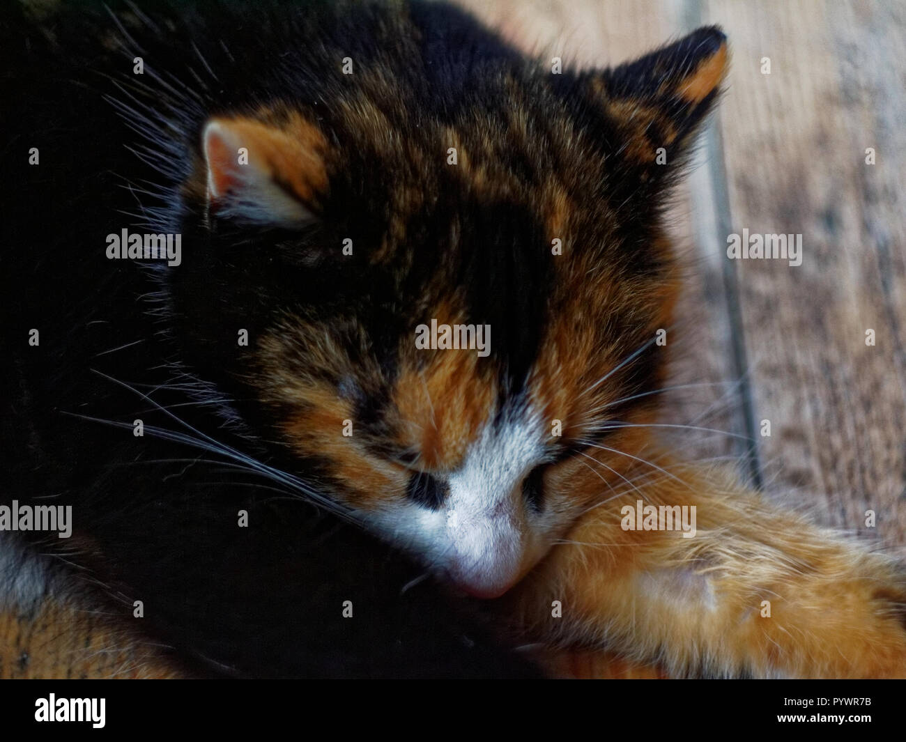 motley homeless mongrel cat in a suburban village, Russia Stock Photo ...