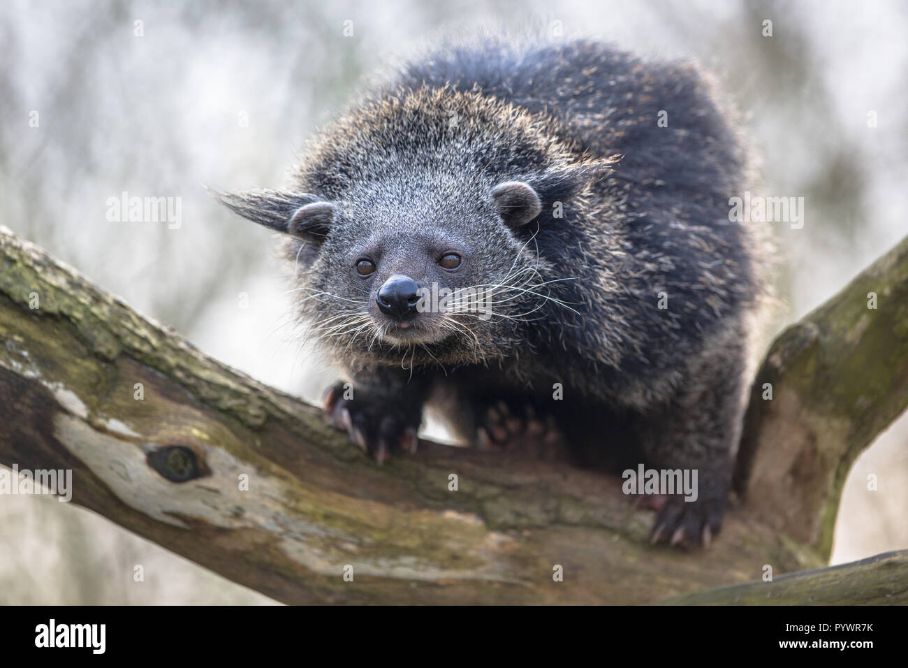 Binturong or bearcat (Arctictis binturong). Binturong is widespread in ...