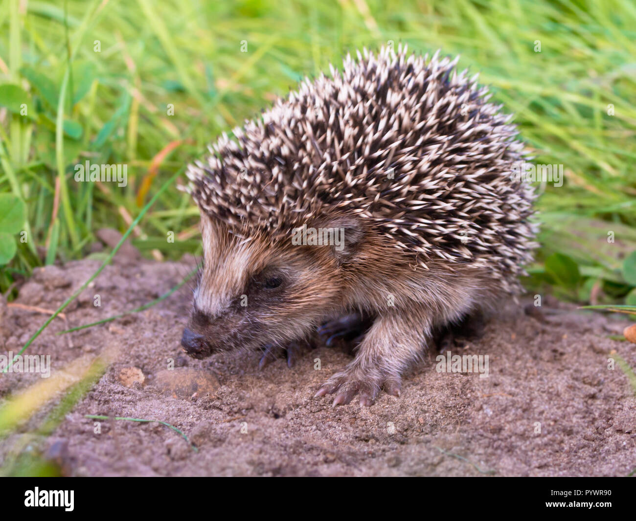 West european hedgehog hi-res stock photography and images - Alamy