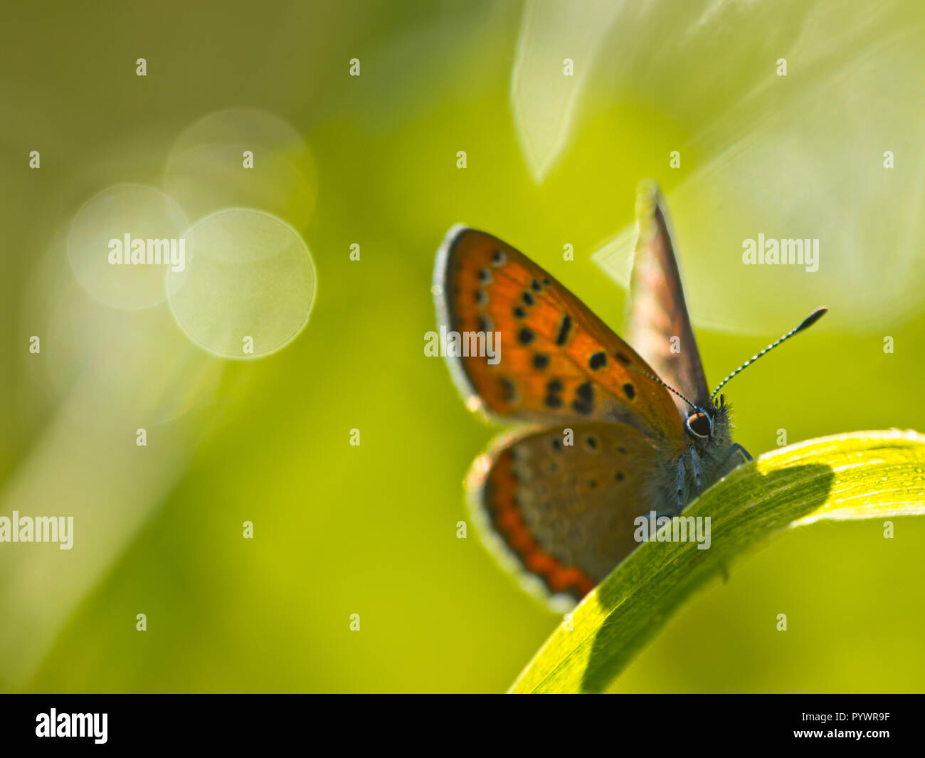 Violet Copper Butterfly (Lycaena helle) resting grass Stock Photo - Alamy