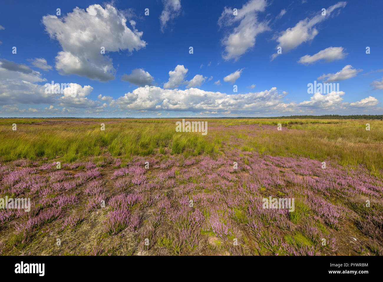 Regenerating heath plants in Natura 2000 nature reserve Fochtelooerveen ...