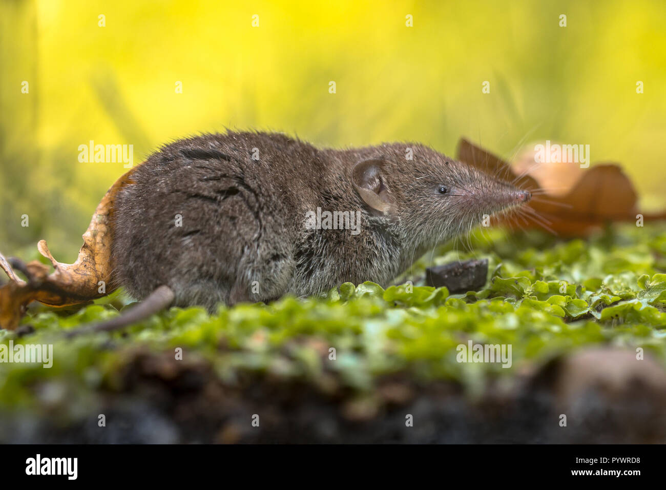 Greater White-toothed shrew (Crocidura russula) resting on green moss ...
