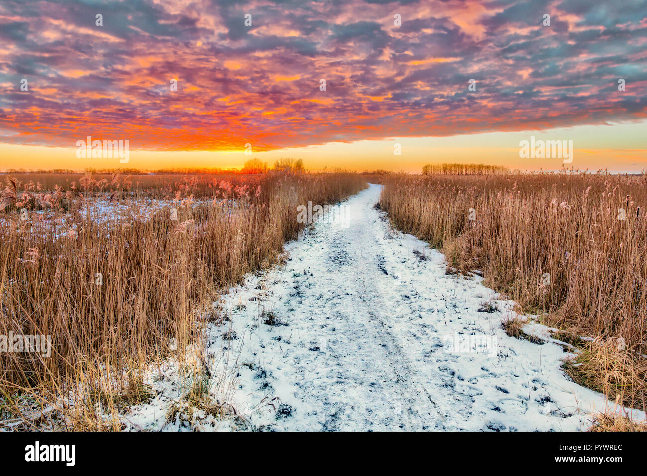 Dutch winter landscape with Pathway through reed in marshland Stock ...