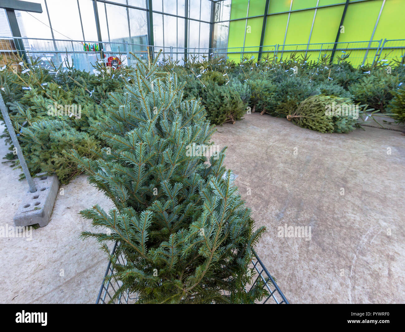 Christmas trees in a pot hi-res stock photography and images - Alamy