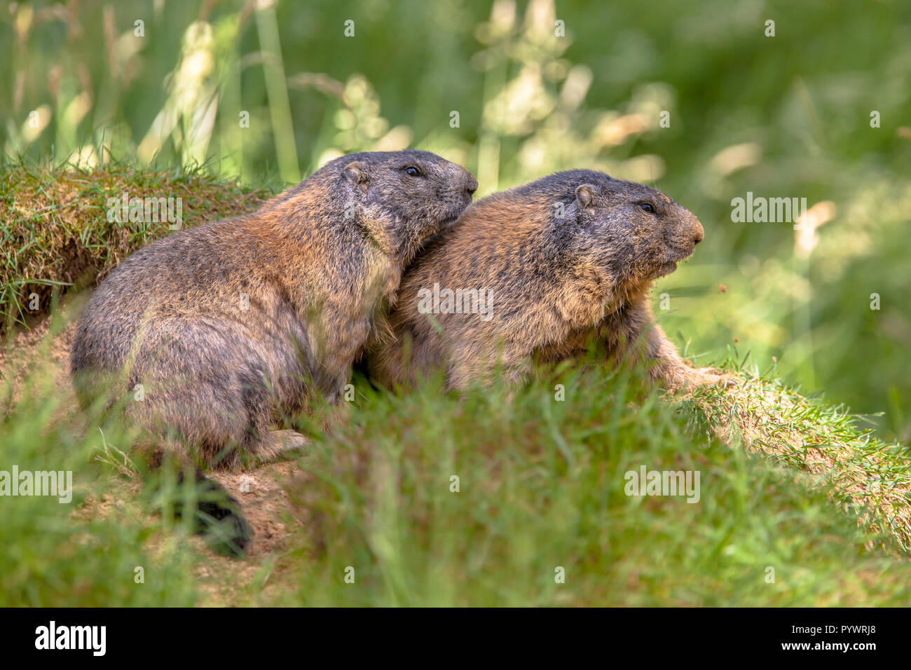 Marmotte alpine hi-res stock photography and images - Alamy