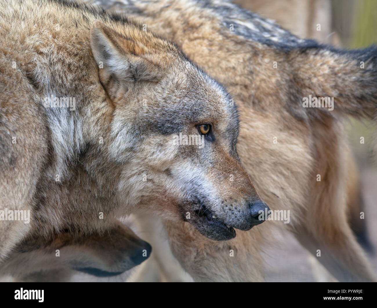 Morphological hi-res stock photography and images - Alamy