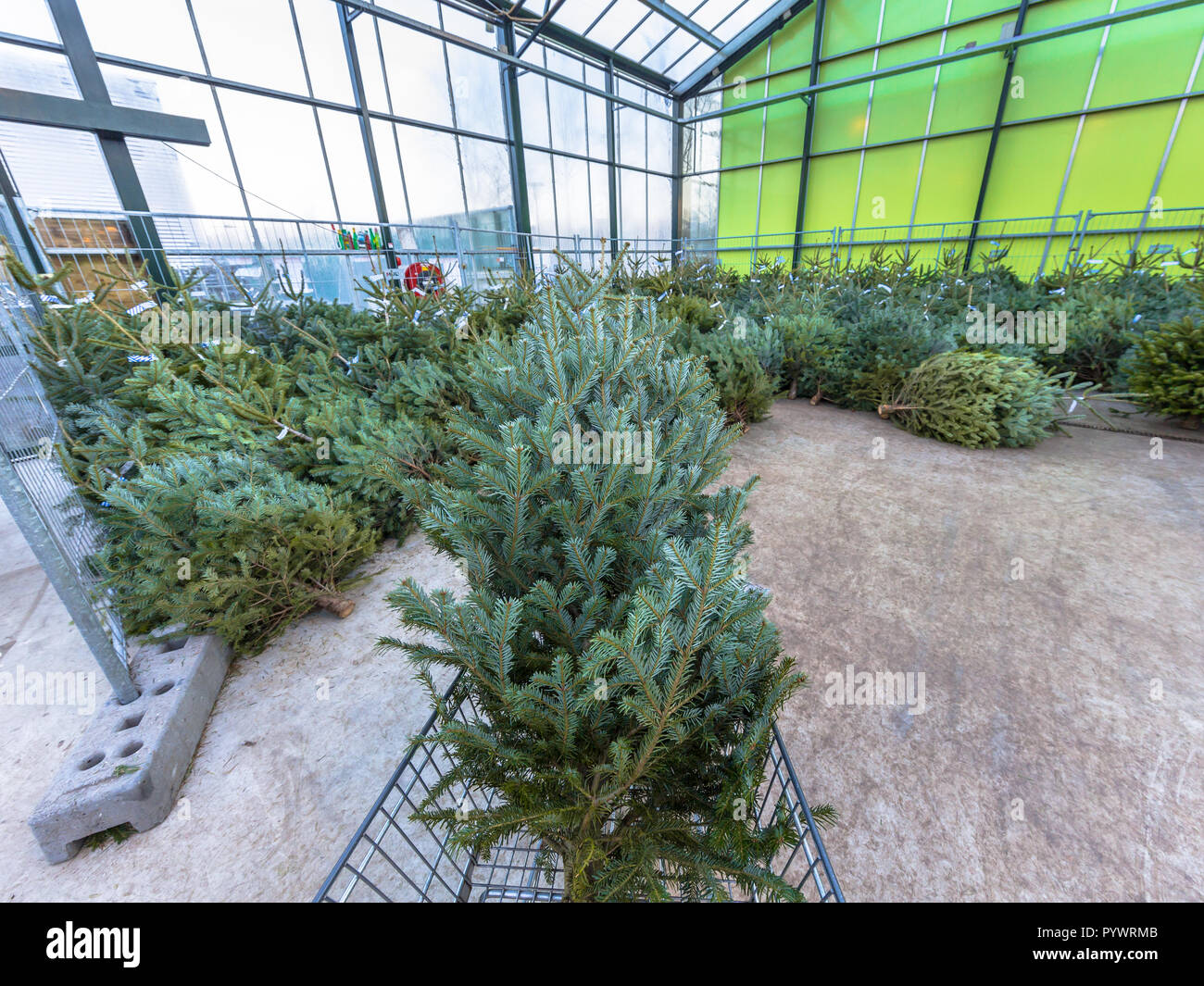 Real christmas trees selling hi-res stock photography and images - Alamy
