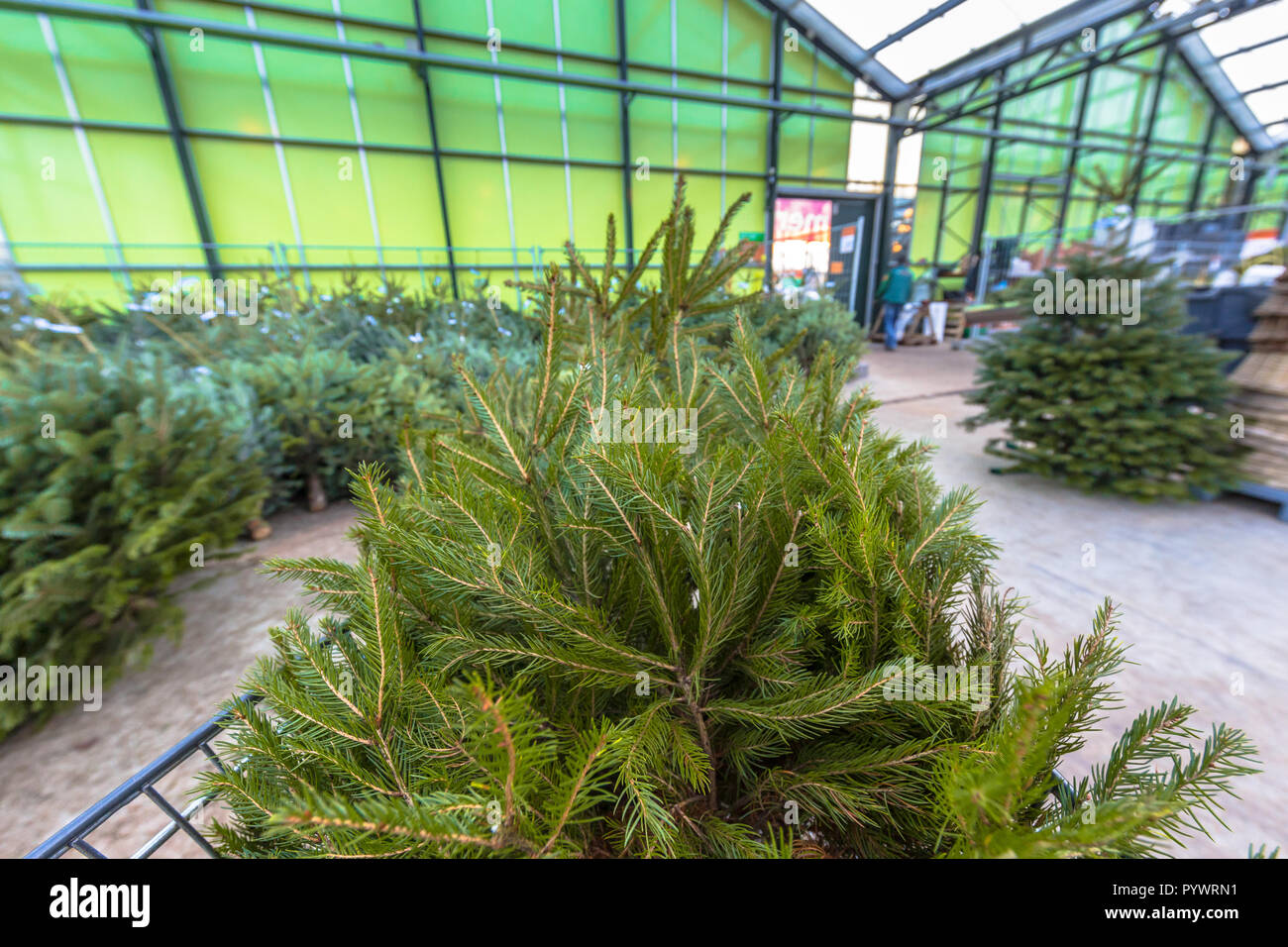 Christmas tree in a cart at a xmas warehouse market Stock Photo - Alamy