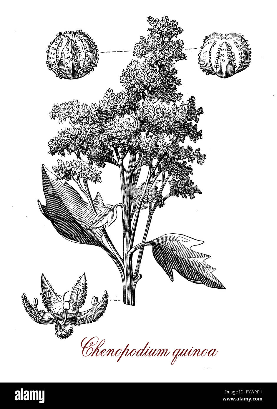 Vintage botanical engraving of quinoa, flowering plant and grain crop ...