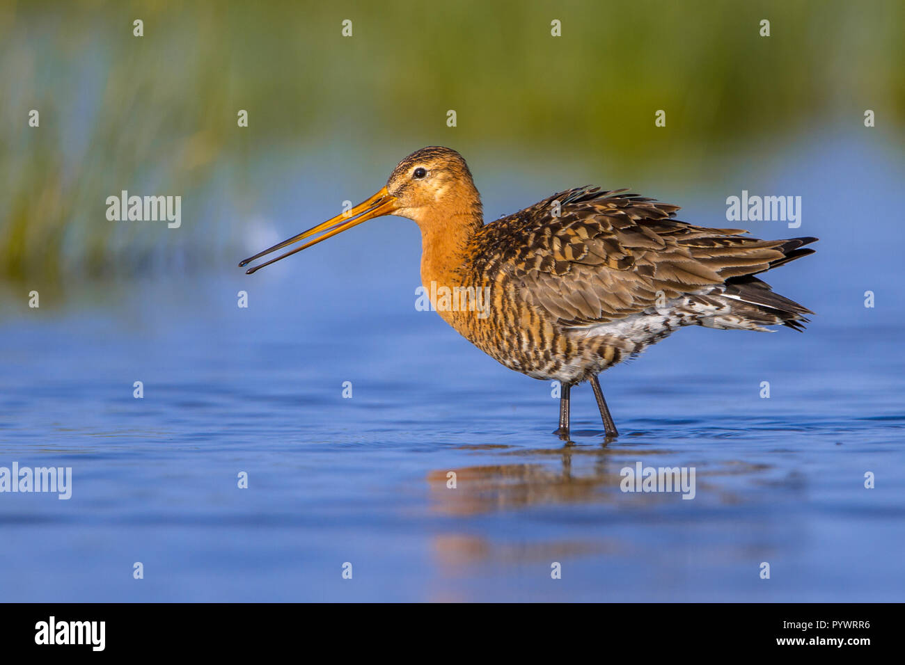 Wading Male Black-tailed Godwit (Limosa limosa) one of the wader bird ...