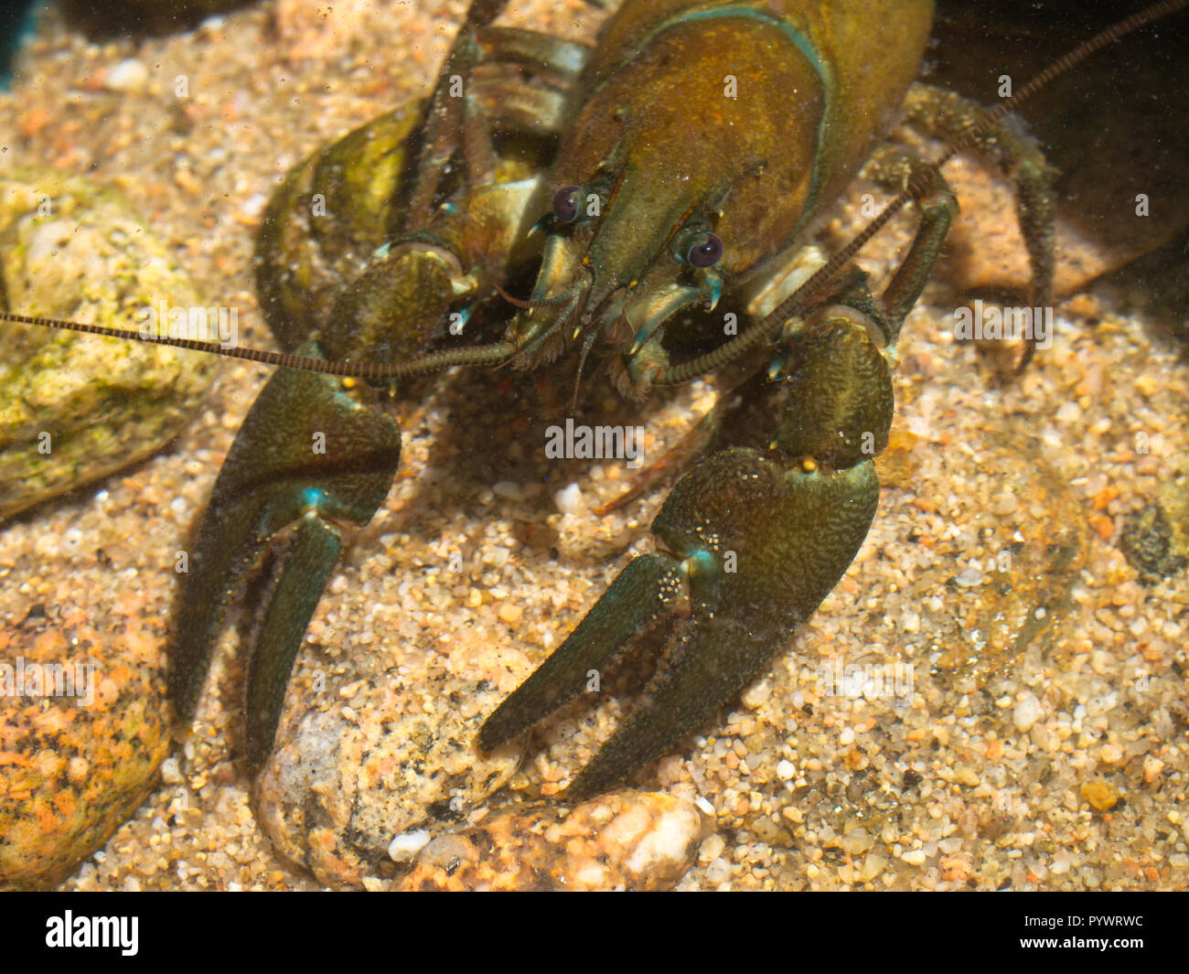 Noble crayfish hi-res stock photography and images - Alamy