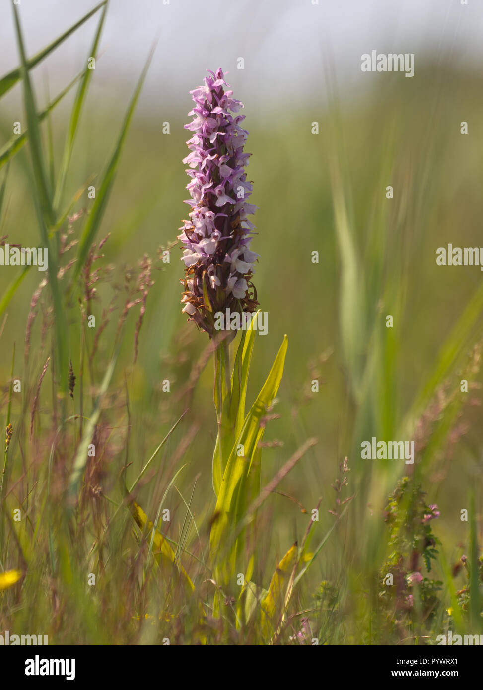 Early Marsh Orchid - (Dactylorhiza incarnata) in natural dune landscape ...