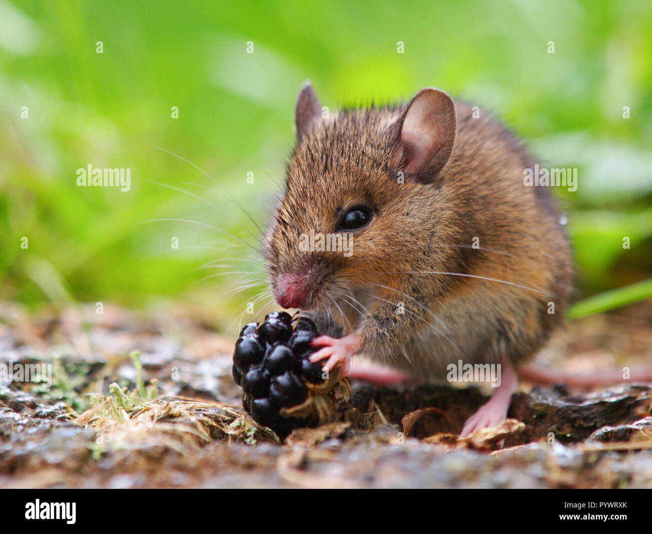 Brown rat eating hi-res stock photography and images - Alamy