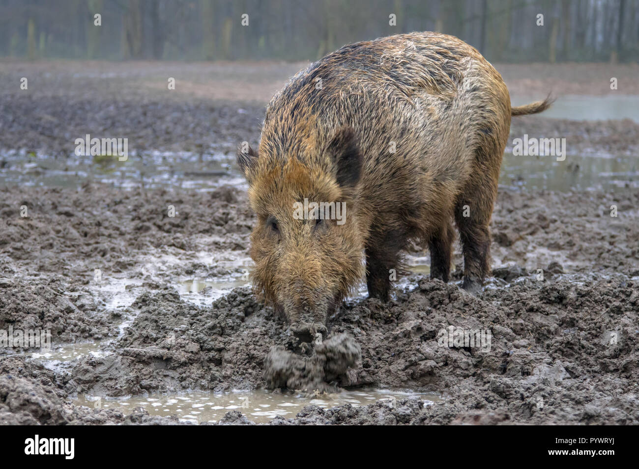 Feeding Wild Boar (Sus scrofa) in a mud pool with stagnant water Stock ...