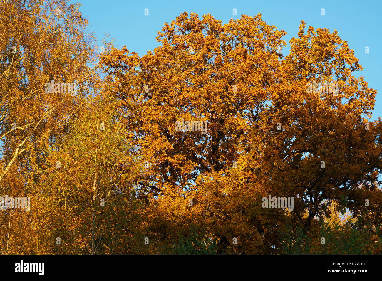 Oak grove in autumn with a huge oak tree in orange foliage Stock Photo ...