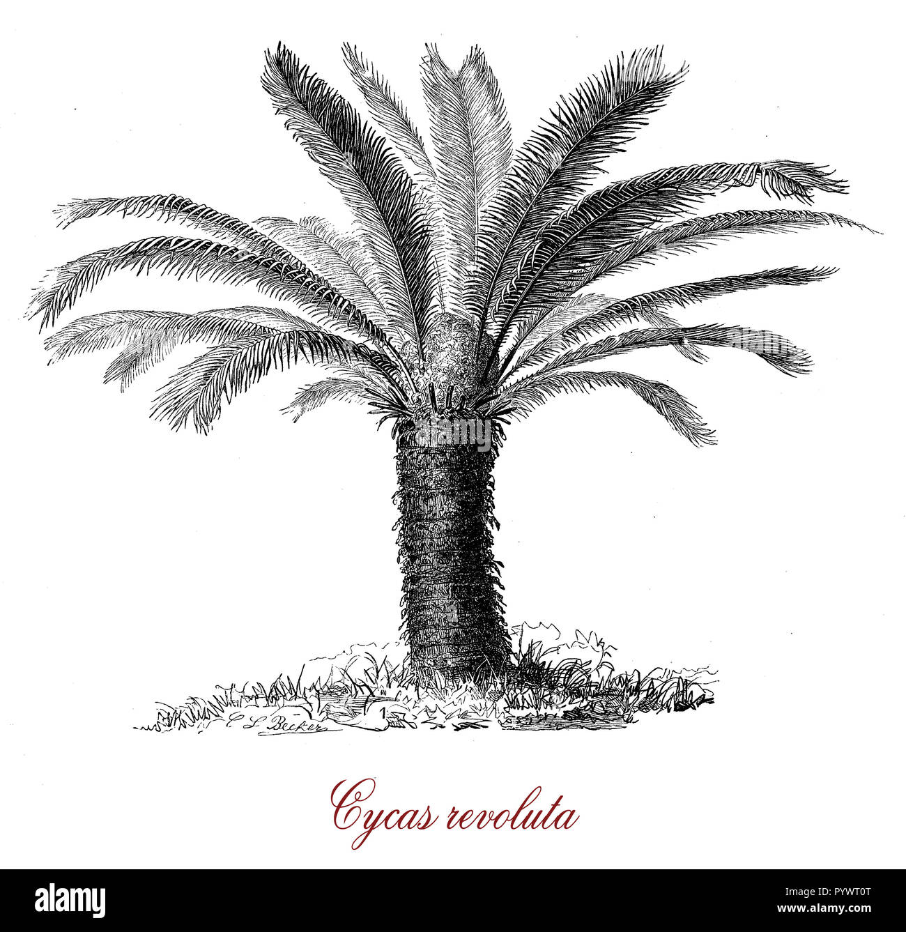 Cycads Drawing