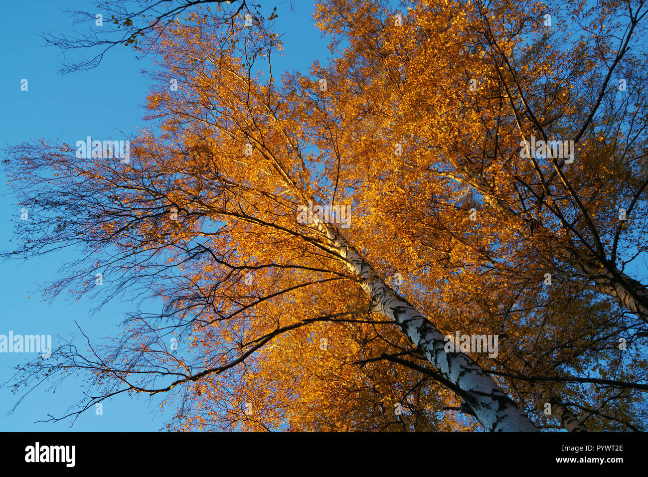 Birch forest in the fall with yellow foliage on the branches Stock ...