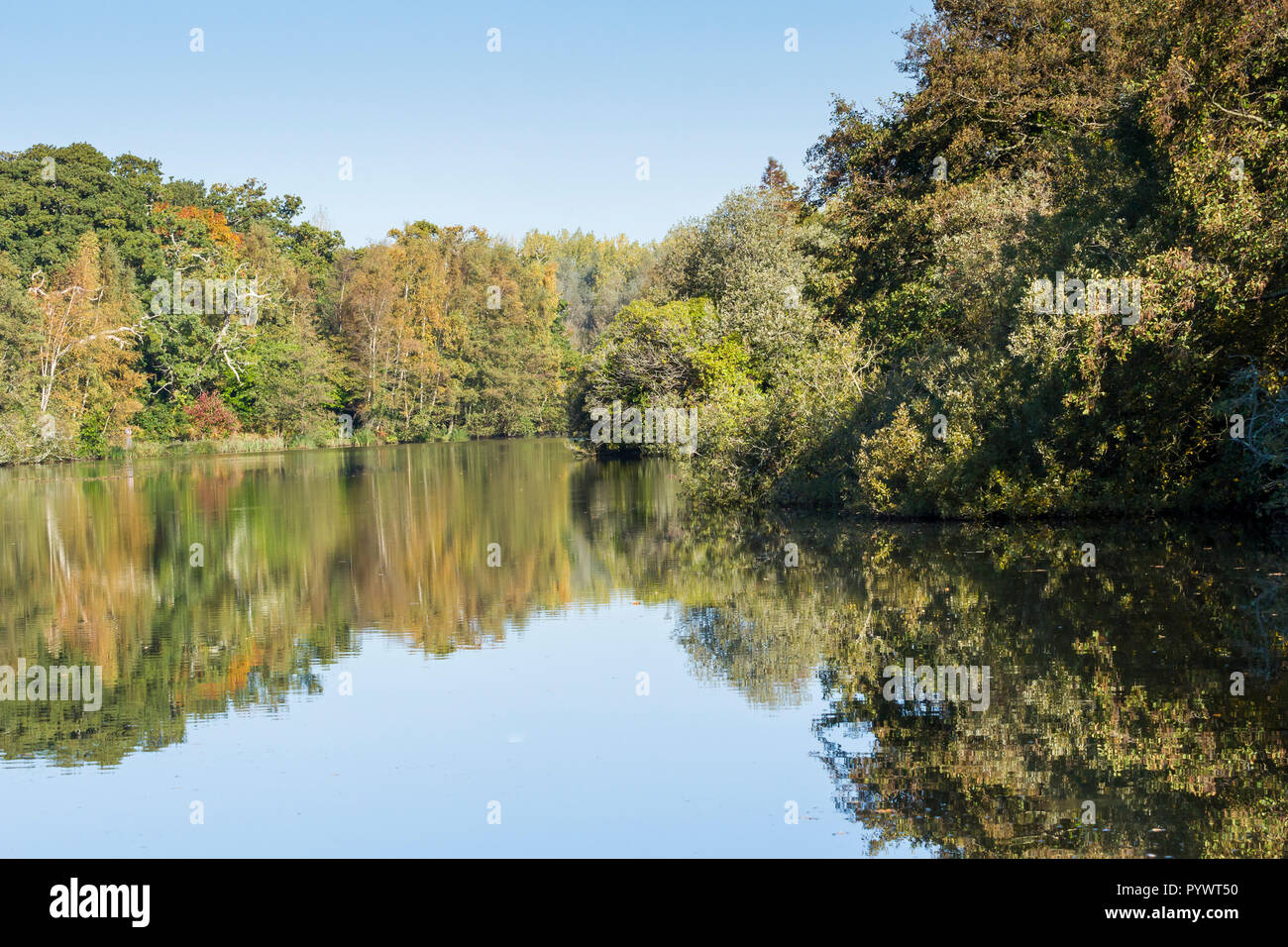Reflections of tree in water hi-res stock photography and images - Alamy