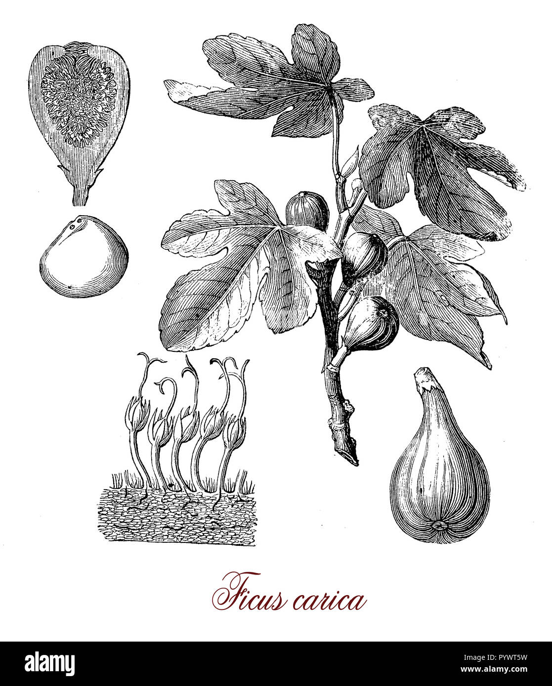 Vintage botanical engraving of common fig important crop native to the ...