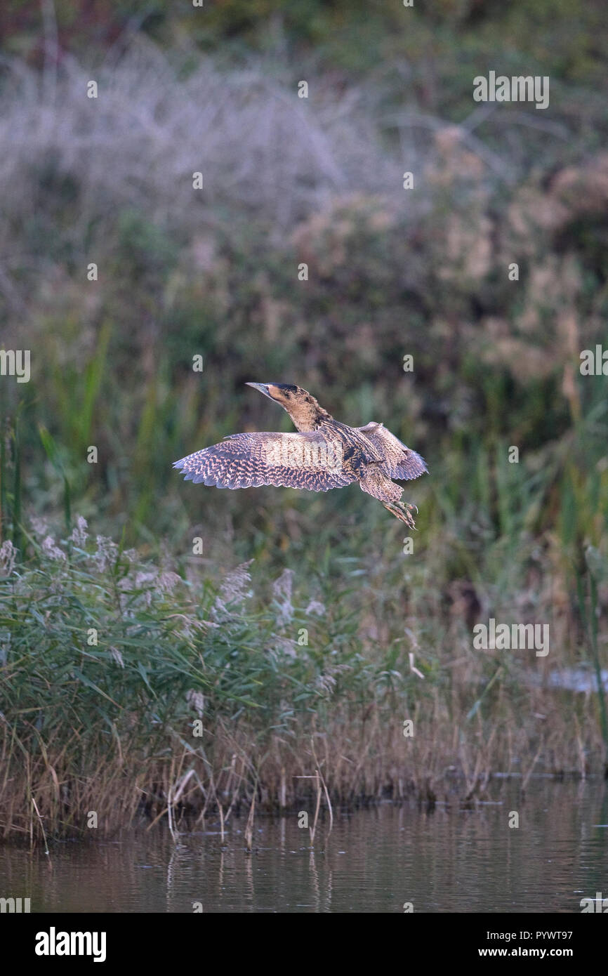 Bittern (Botaurus stellaris Stock Photo - Alamy