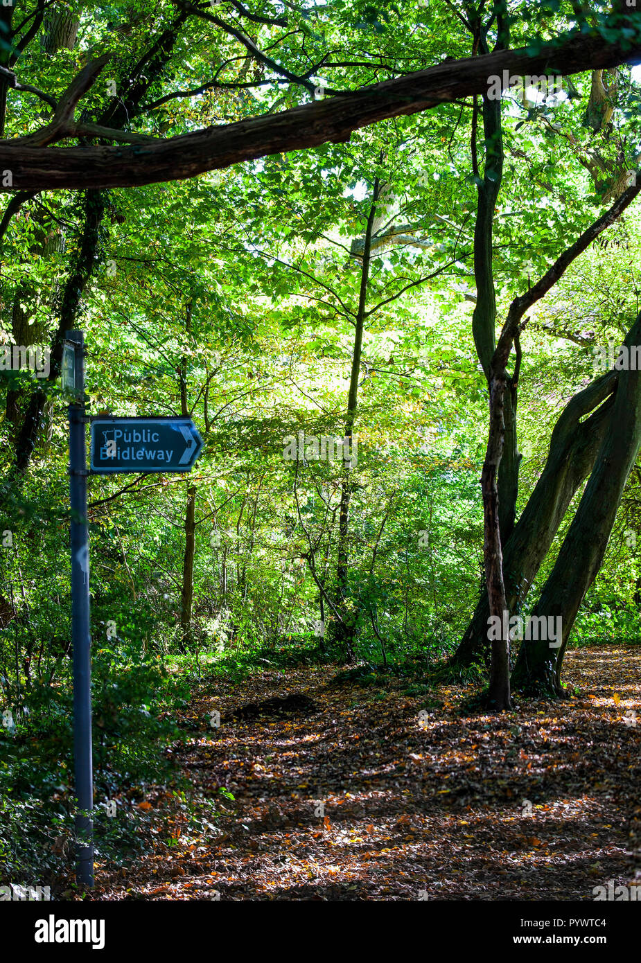 Walking under canopy hi-res stock photography and images - Alamy