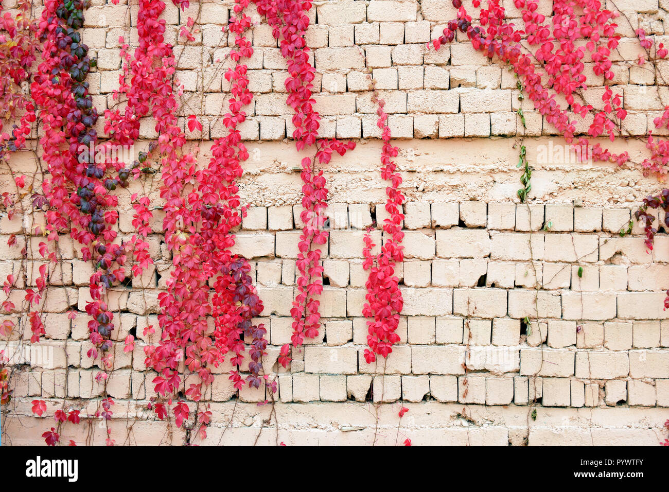 Brick wall background autumn leaves hi-res stock photography and images ...