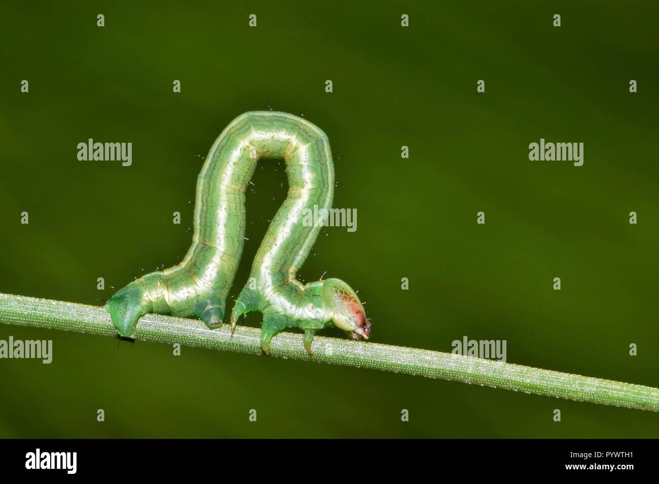 Inchworm hi-res stock photography and images - Alamy