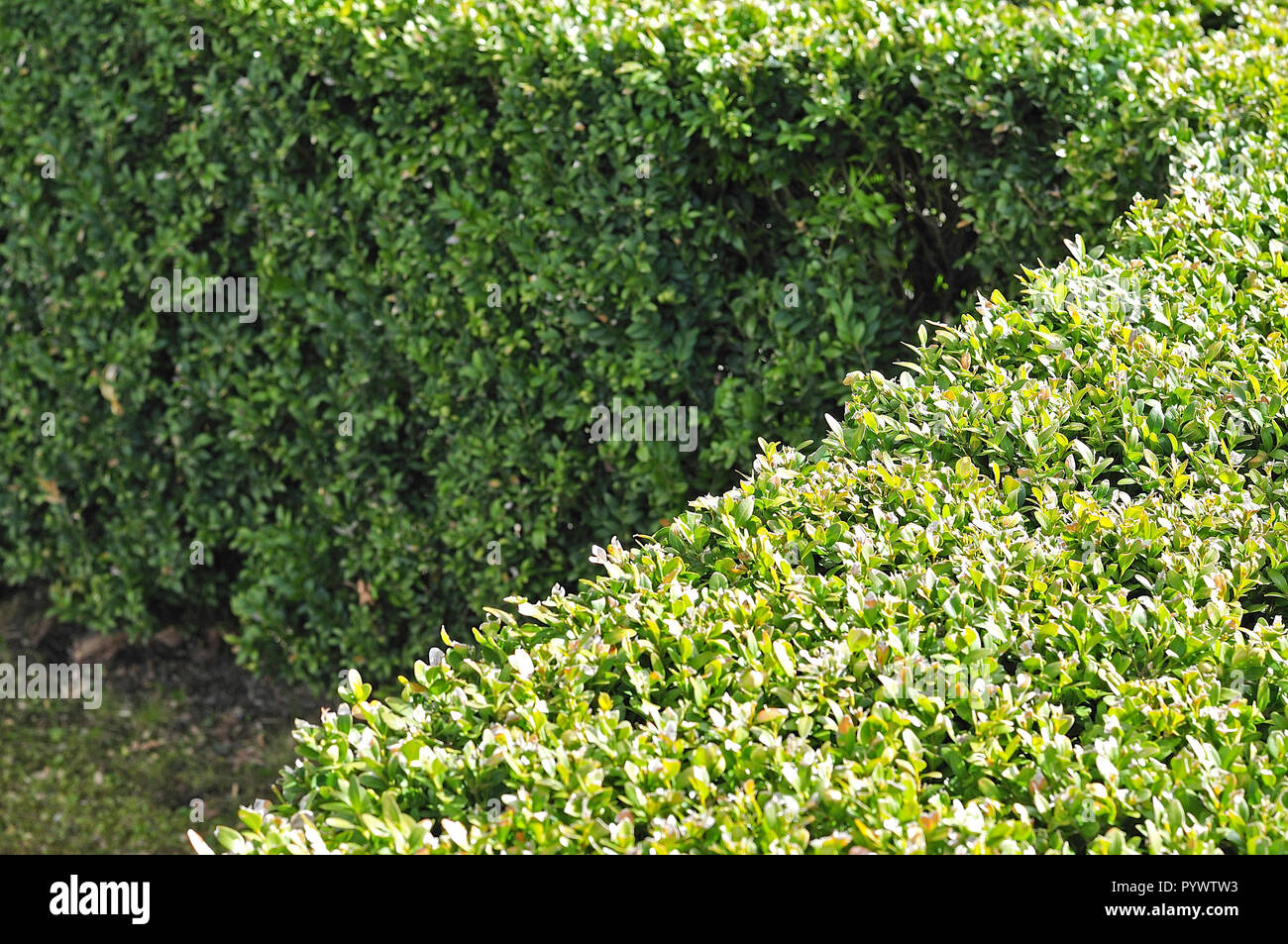 Boxwood front yard hi-res stock photography and images - Alamy