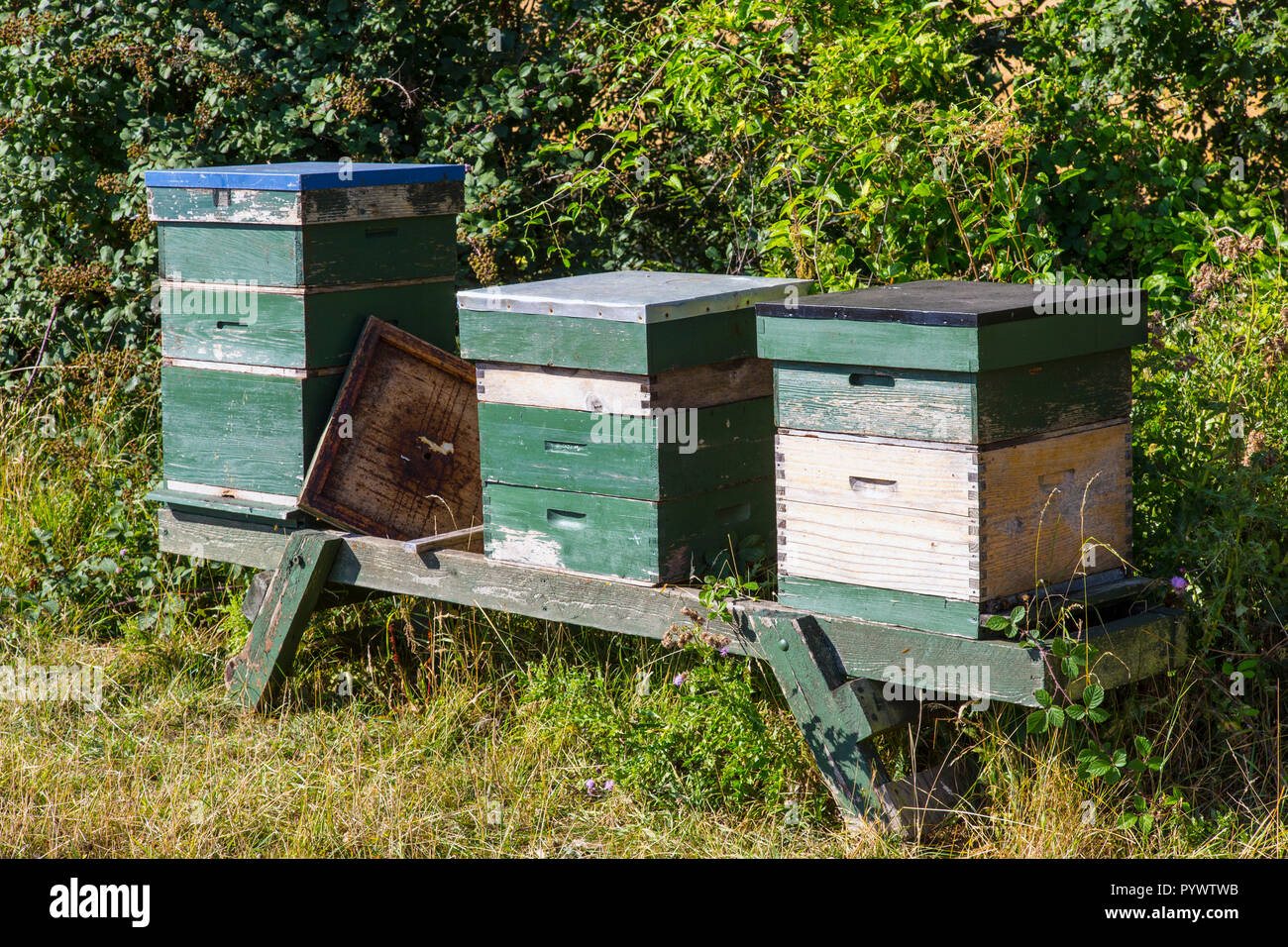 Healthy hives hi-res stock photography and images - Alamy