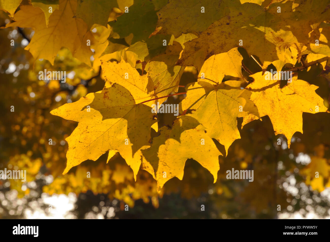 Beautiful yellow Oak tree leaves in the fall sun with a blurred ...