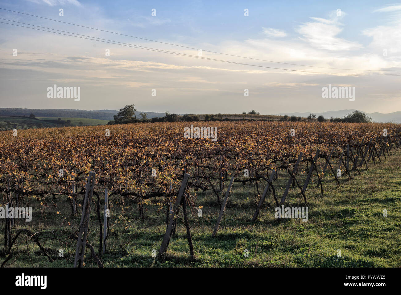 Chianti Region hills at sunset in Tuscany Stock Photo - Alamy