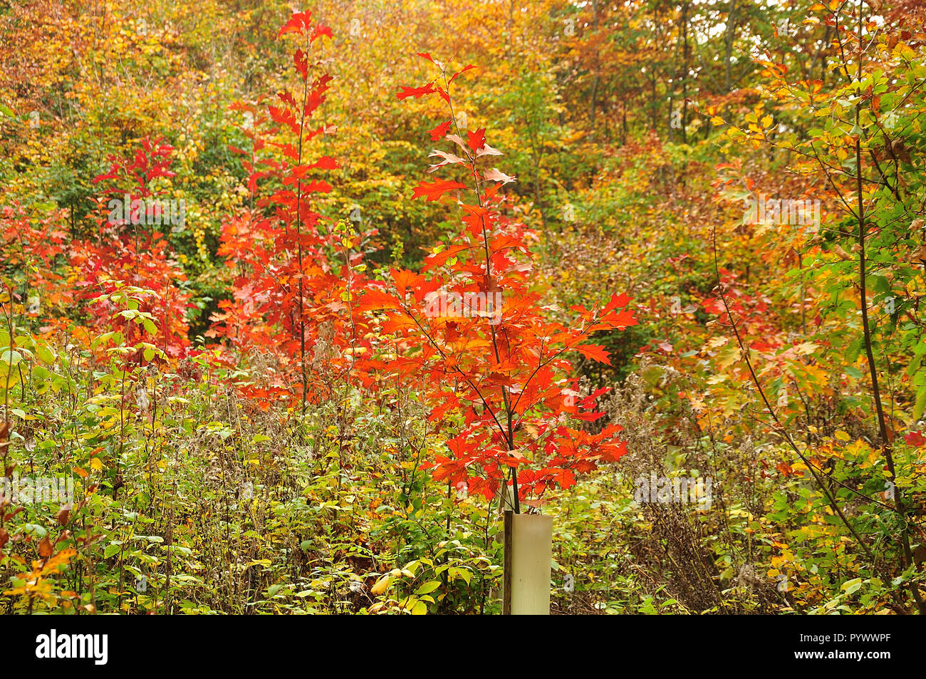 Quercus rubra seedling hi-res stock photography and images - Alamy