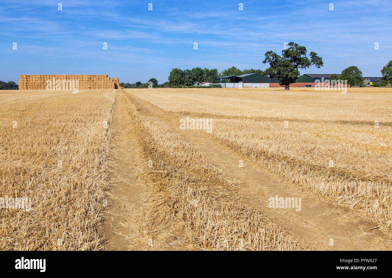 Harvested corn field Stock Photo - Alamy