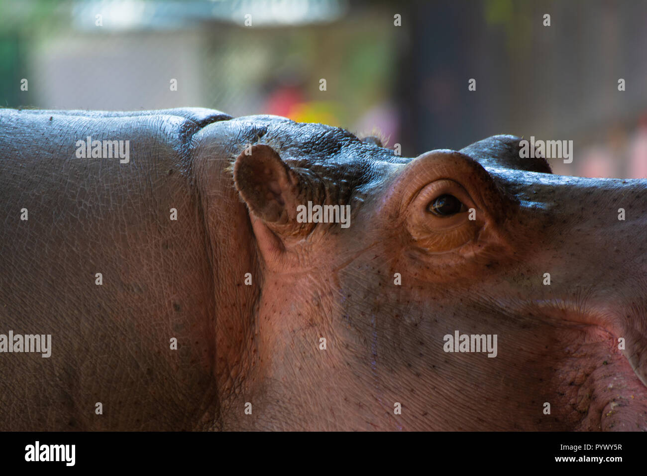 Side view closeup portrait Hippopotamus (Hippopotamus amphibius Stock ...