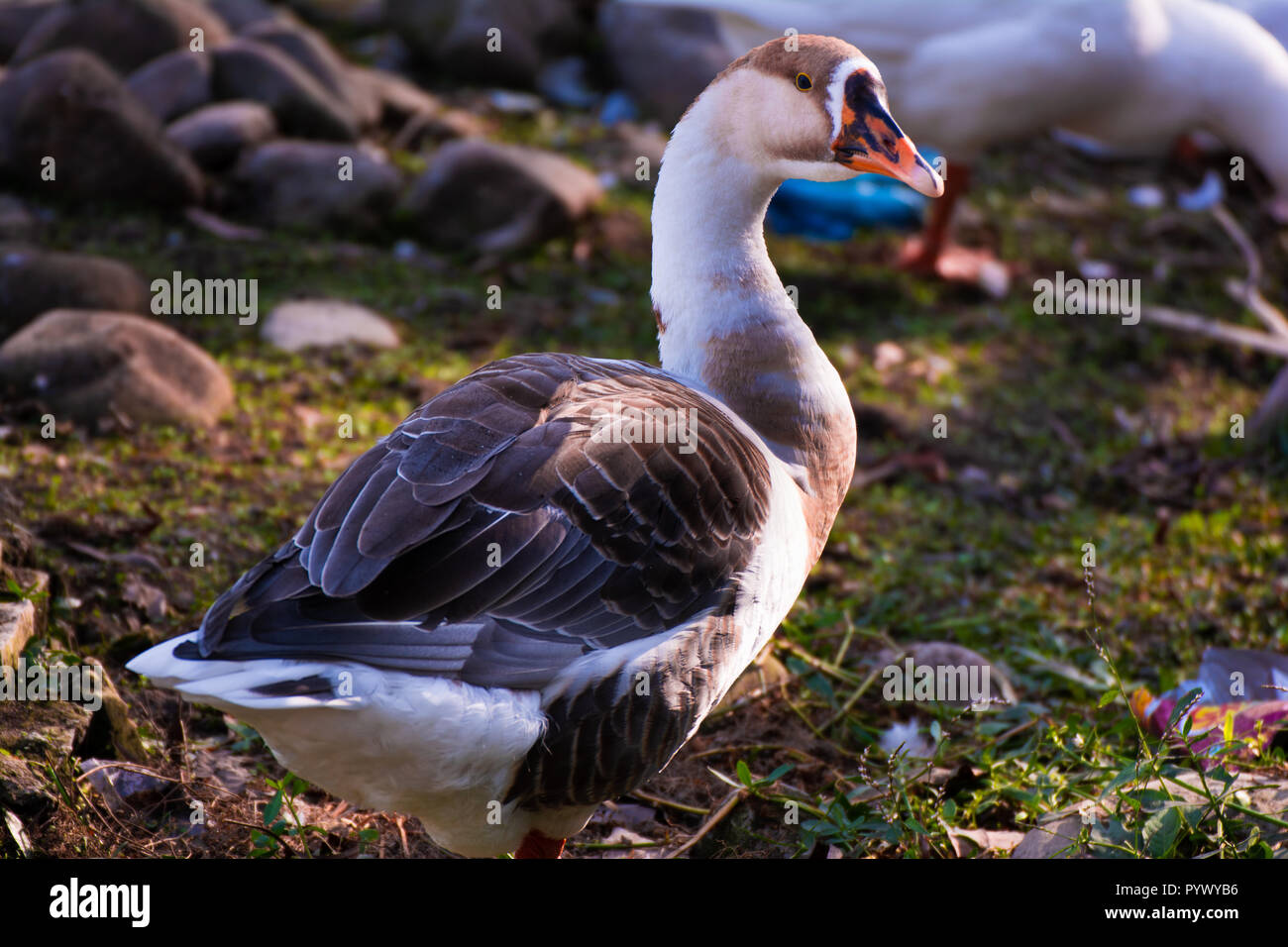 Big grey bird hi-res stock photography and images - Alamy