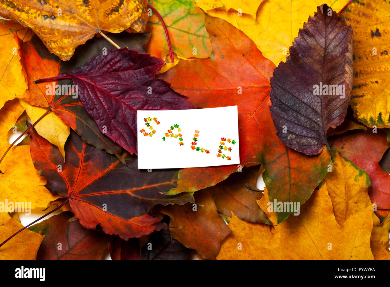 Autumn red leaves and white price card with word SALE composed of ...