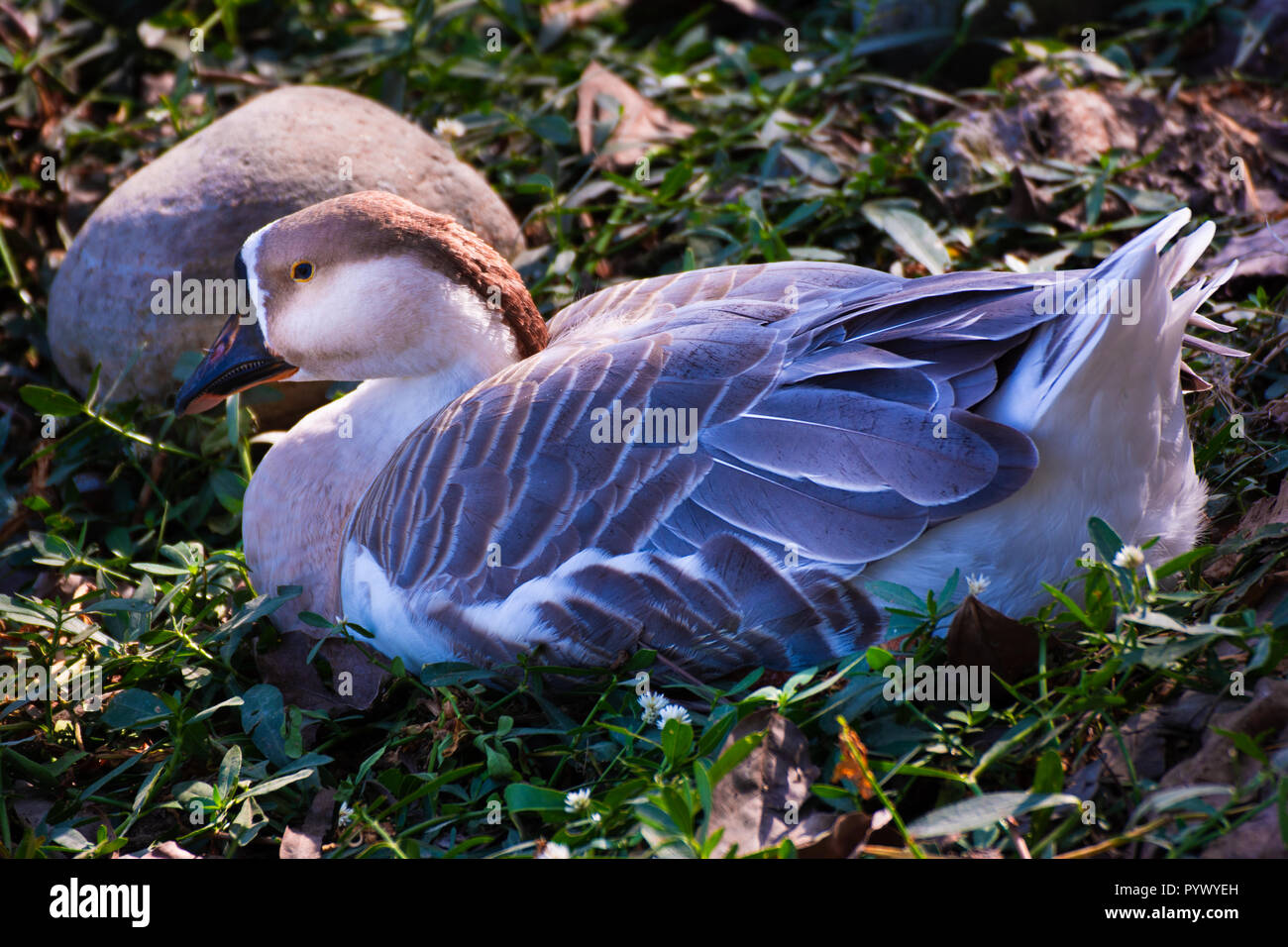 Beautiful water bird grey and white goose Stock Photo - Alamy