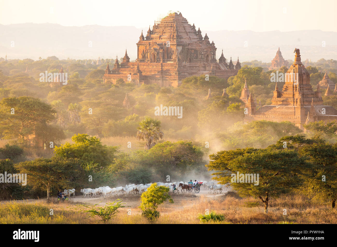 Burmese shepherdess leading her herd back home at sunset in an amazing ...