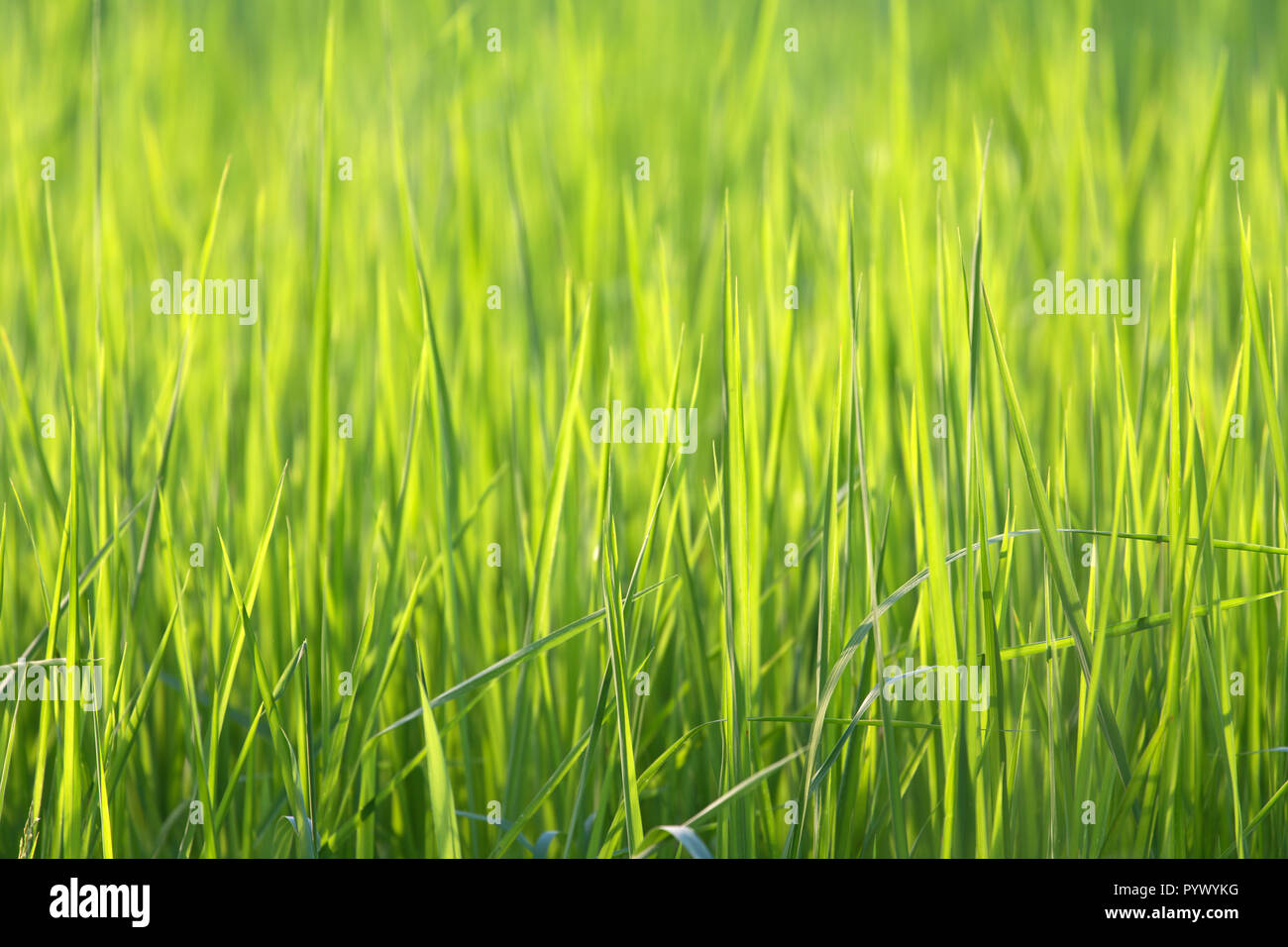 Rice grass hi-res stock photography and images - Alamy