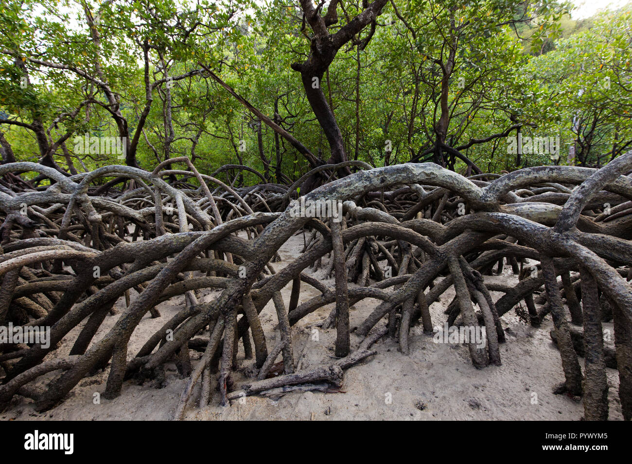 Huge mangrove tree hi-res stock photography and images - Alamy