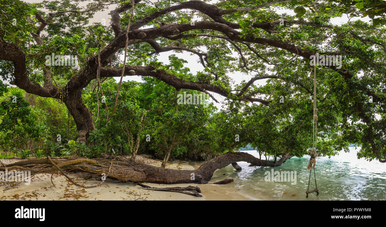 Large poison fish tree ( Barringtonia asiatica ) along the shore of the ...