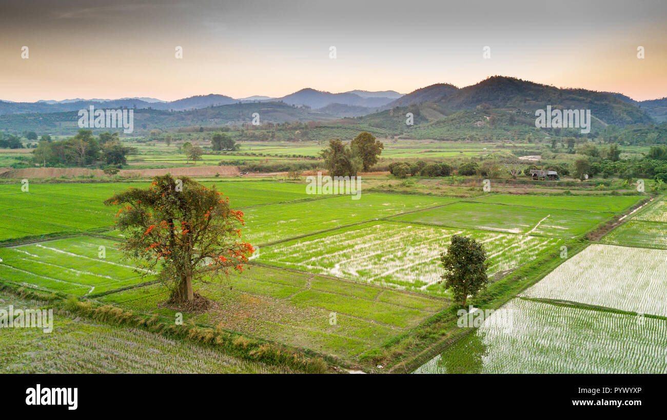 Aerial view of rice field with flowered tree in the Chiang Rai province ...