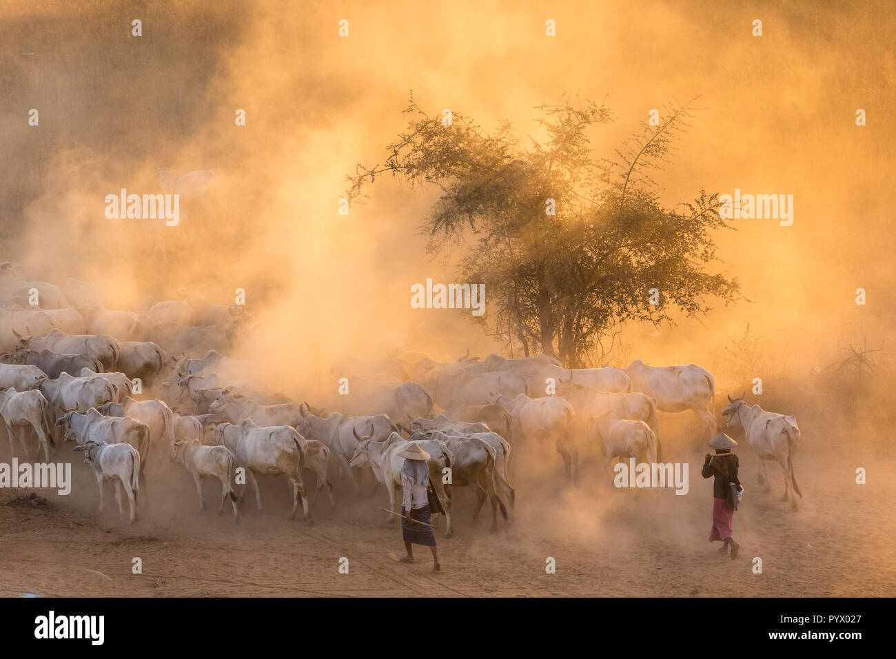 Bagan dusty plain hi-res stock photography and images - Alamy