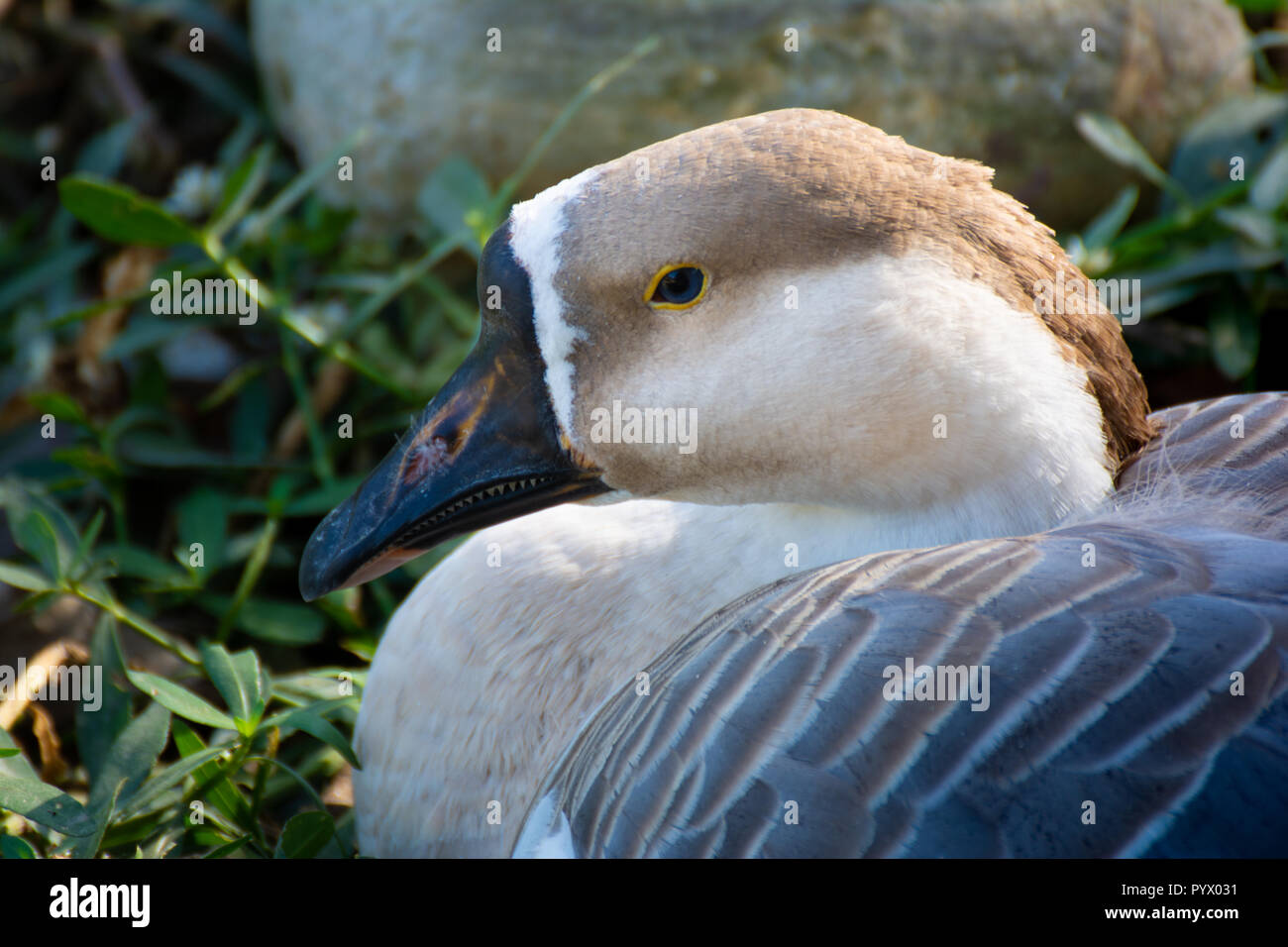 Big water bird hi-res stock photography and images - Alamy
