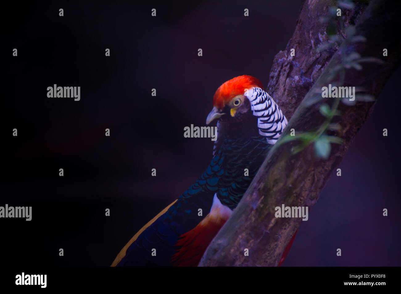 Beautiful side view of Golden pheasant on tree branch Stock Photo - Alamy