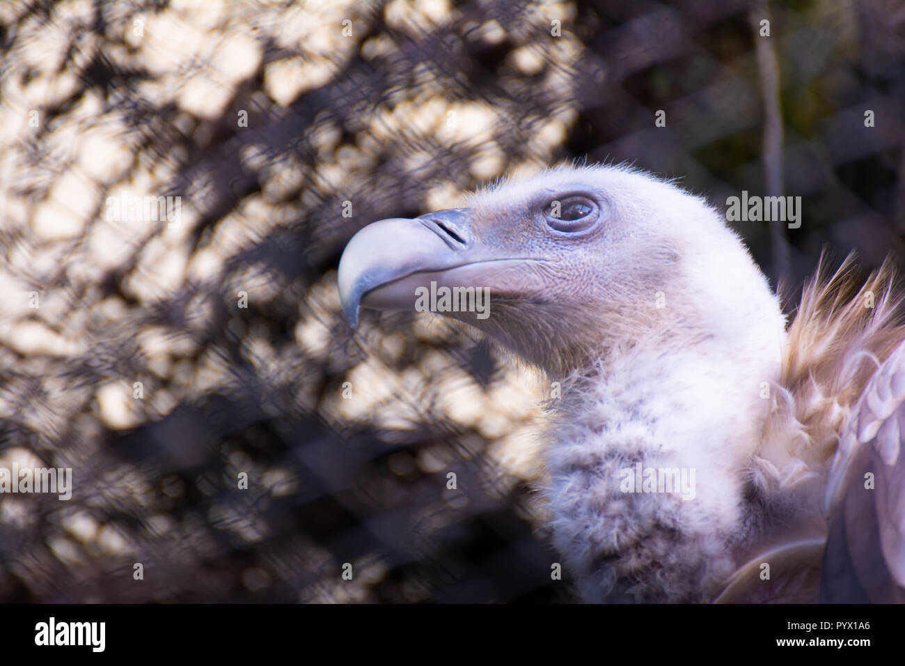 Large vulture beak searching for food Stock Photo - Alamy