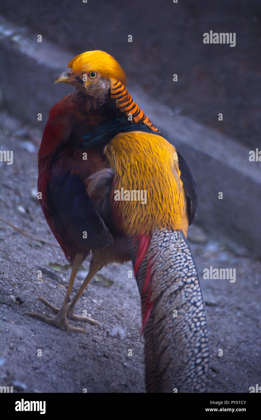 Walking beautiful back view of Golden pheasant Stock Photo - Alamy