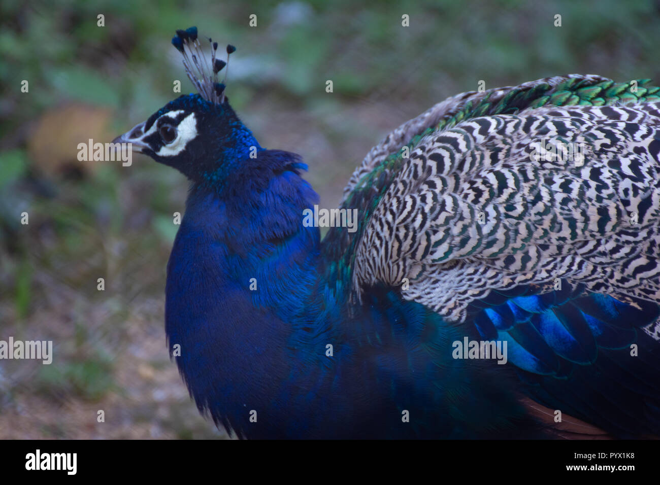 Peacock beautiful blue bird close-up colorful Stock Photo - Alamy